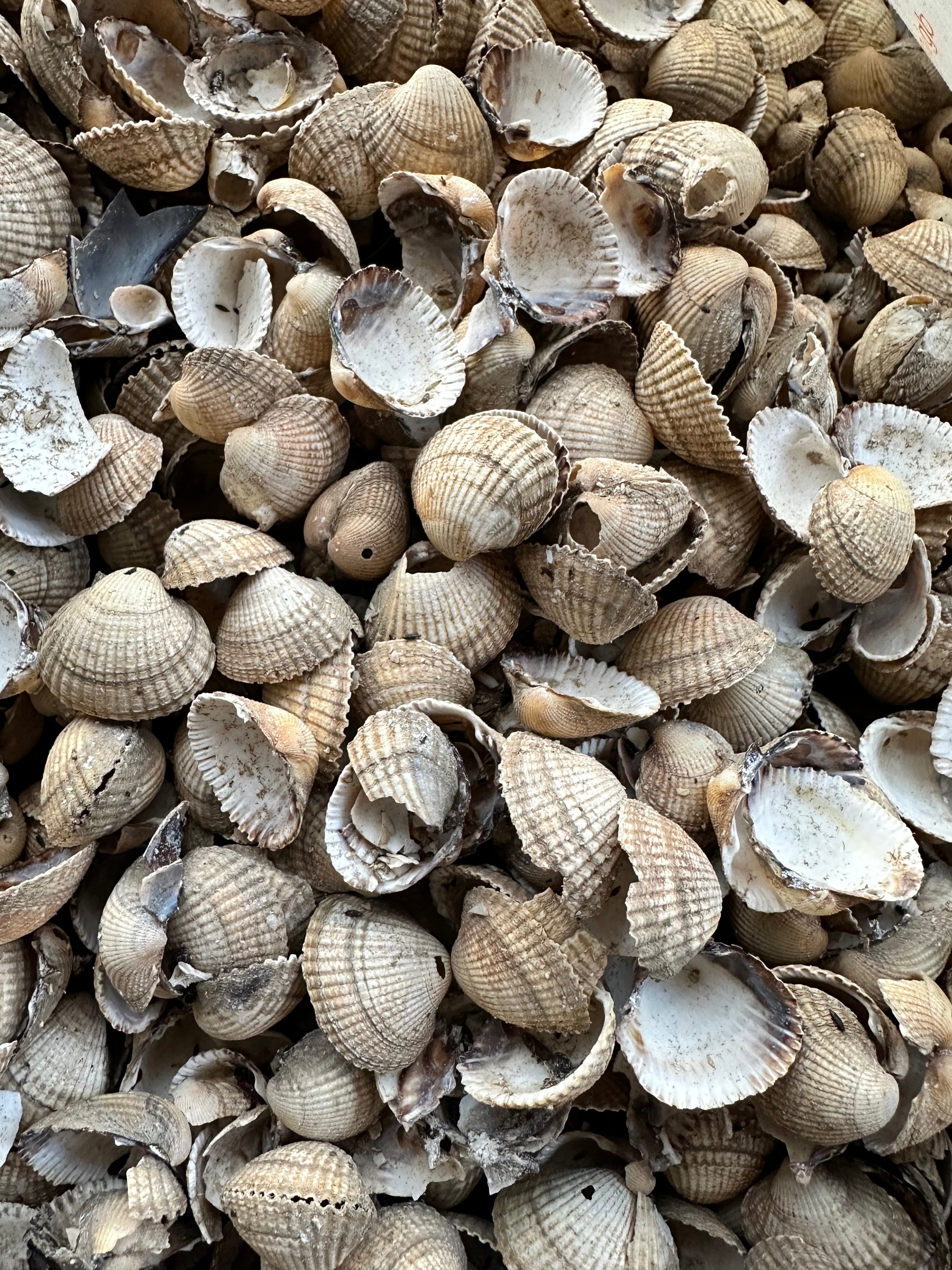 Whole Cockle Shells For Garden Pots And Landscaping - Grit & Grow